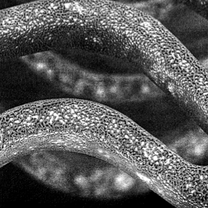 Ultrasonic Drug Eluting Stent Coating in Vacuum